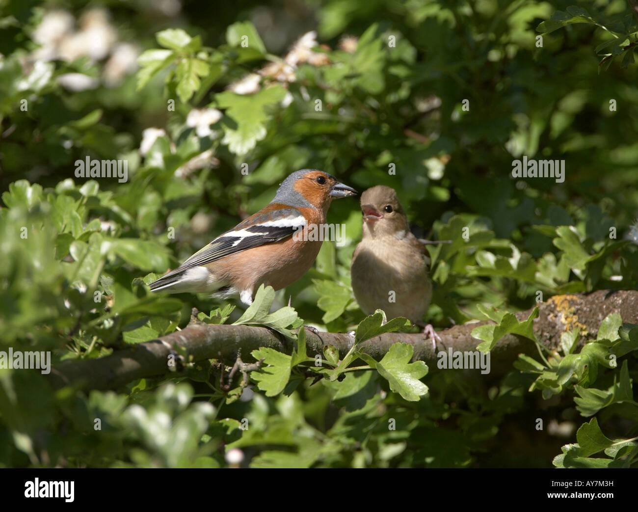 Male Chaffinch (Fringilla coelebs) feeding chick Stock Photo - Alamy