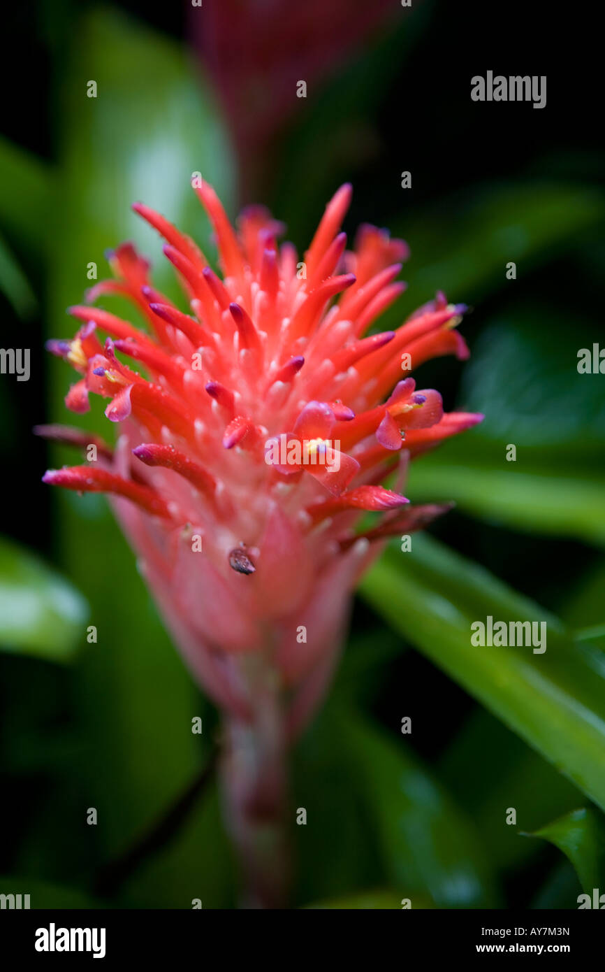 Piink hi-res stock photography and images - Alamy