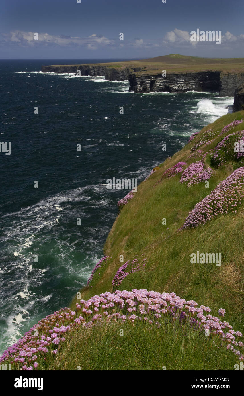 Extended cliff face loop head Co Clare Ireland Stock Photo - Alamy
