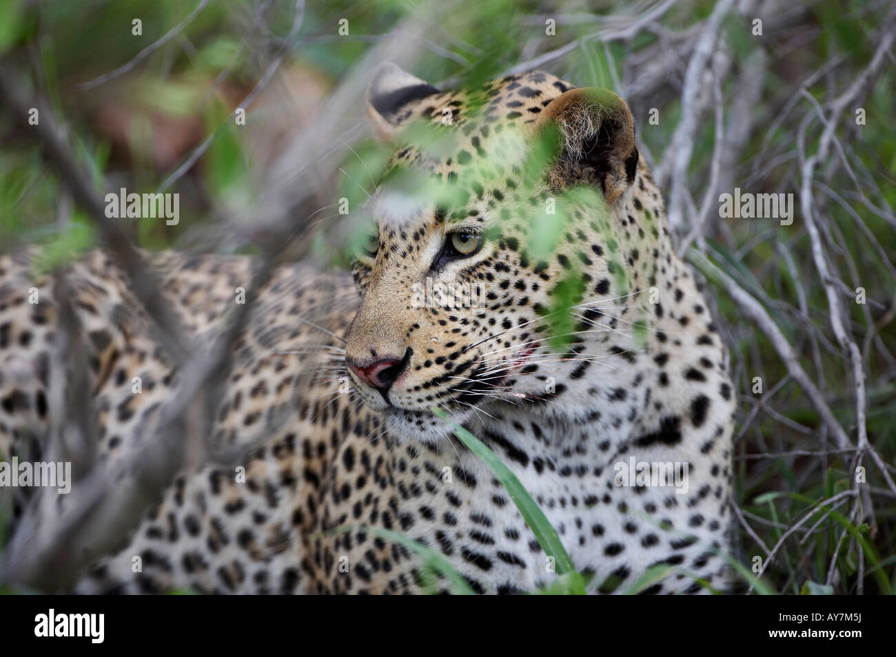 Leopard (Panthera pardus Stock Photo - Alamy