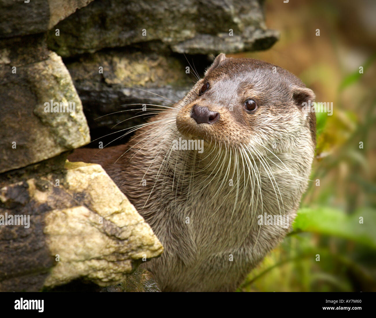 Scottish otter hi-res stock photography and images - Alamy