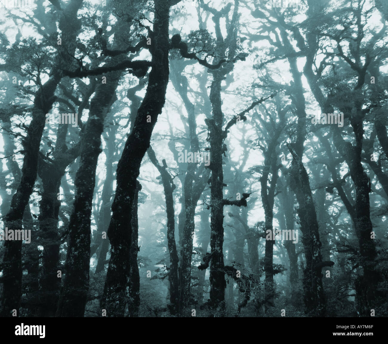 Black beech forest new zealand hi-res stock photography and images - Alamy