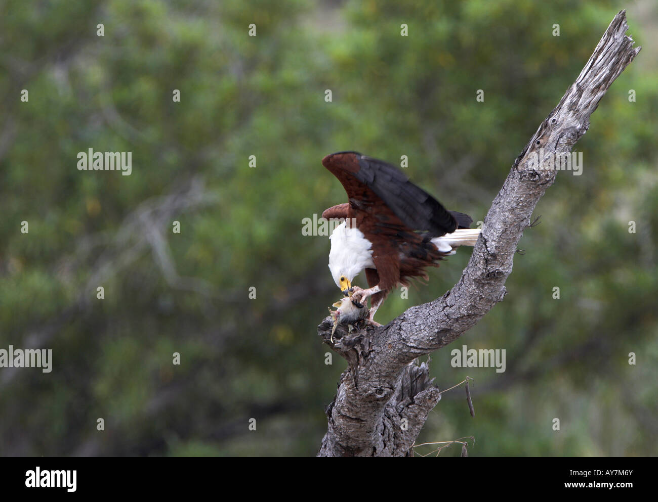 African Fish Eagle (Haliaeetus vocifer) eating catch in a dead tree ...