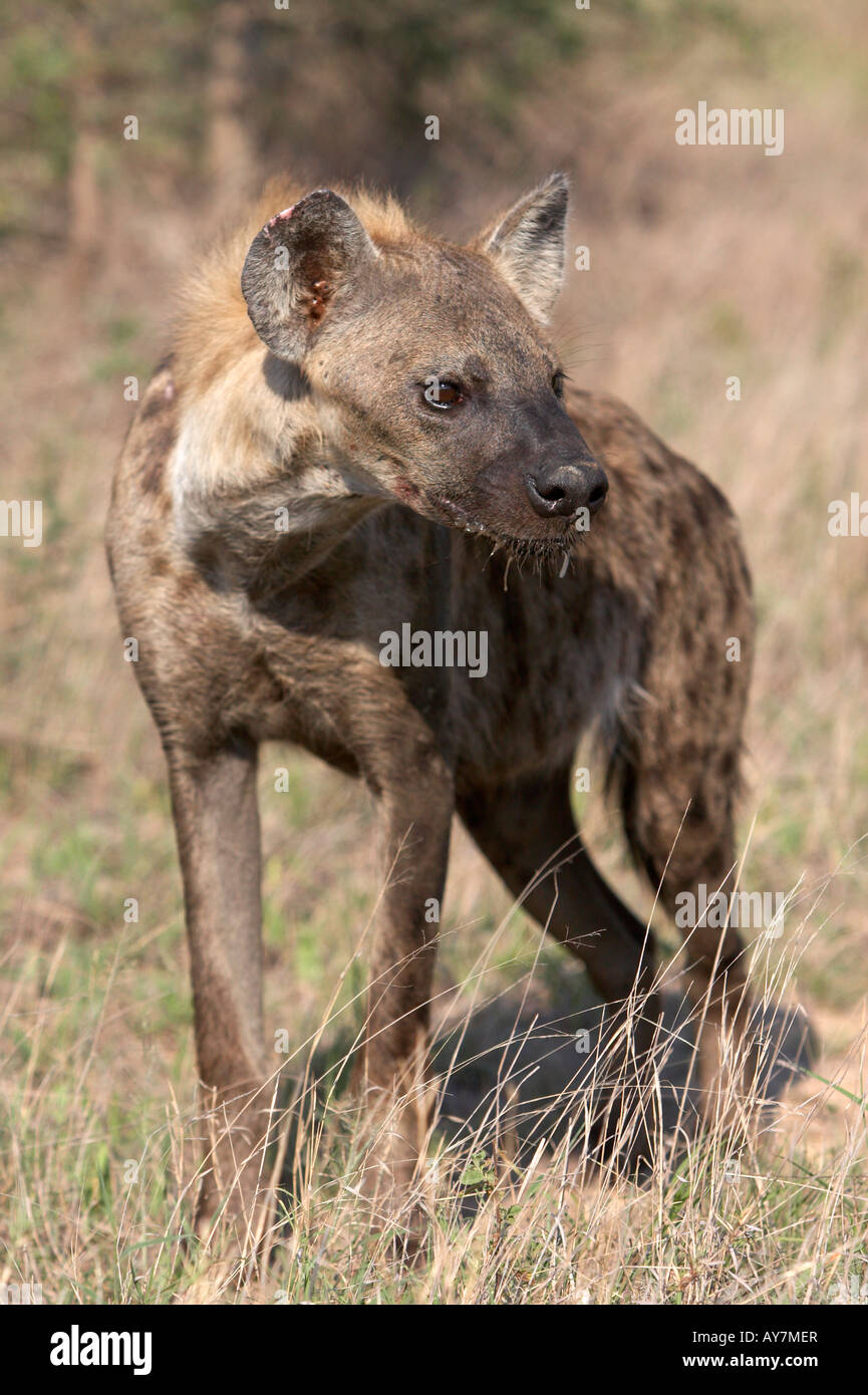 Spotted Hyena (Crocuta crocuta) in Kruger Park, South Africa Stock ...