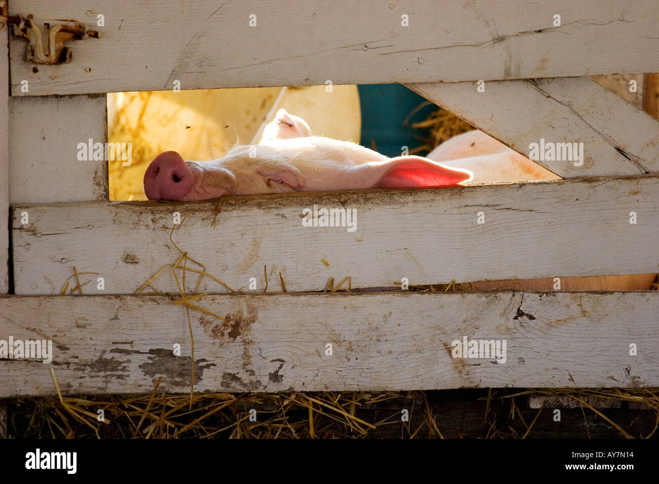 Pig on gate hi-res stock photography and images - Alamy