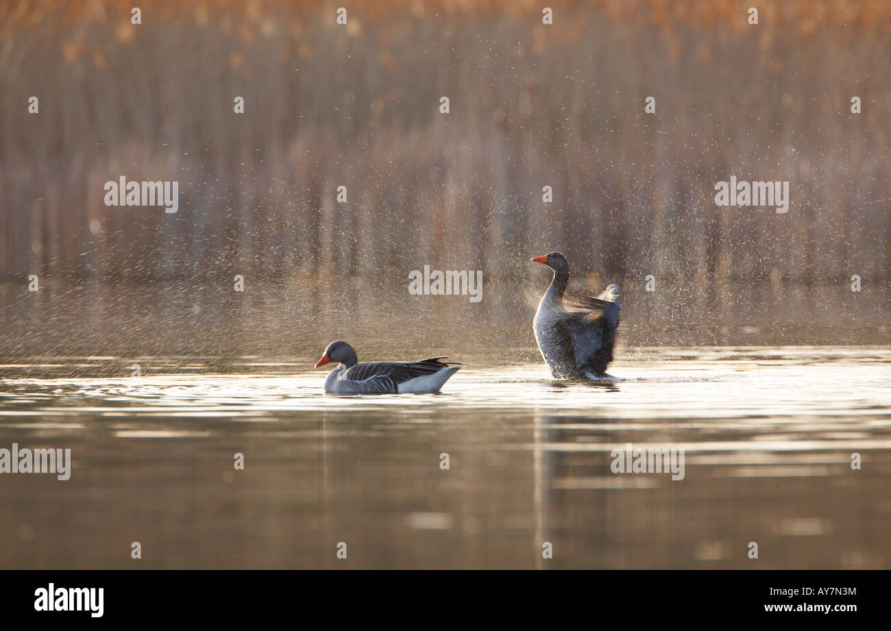 Greylag Geese (Anser anser) mating display Stock Photo - Alamy