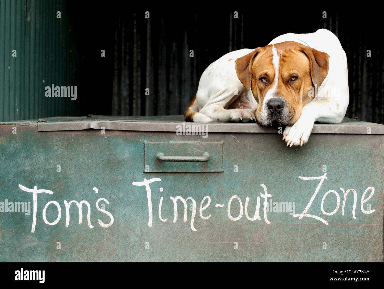 A large dog resting Stock Photo - Alamy