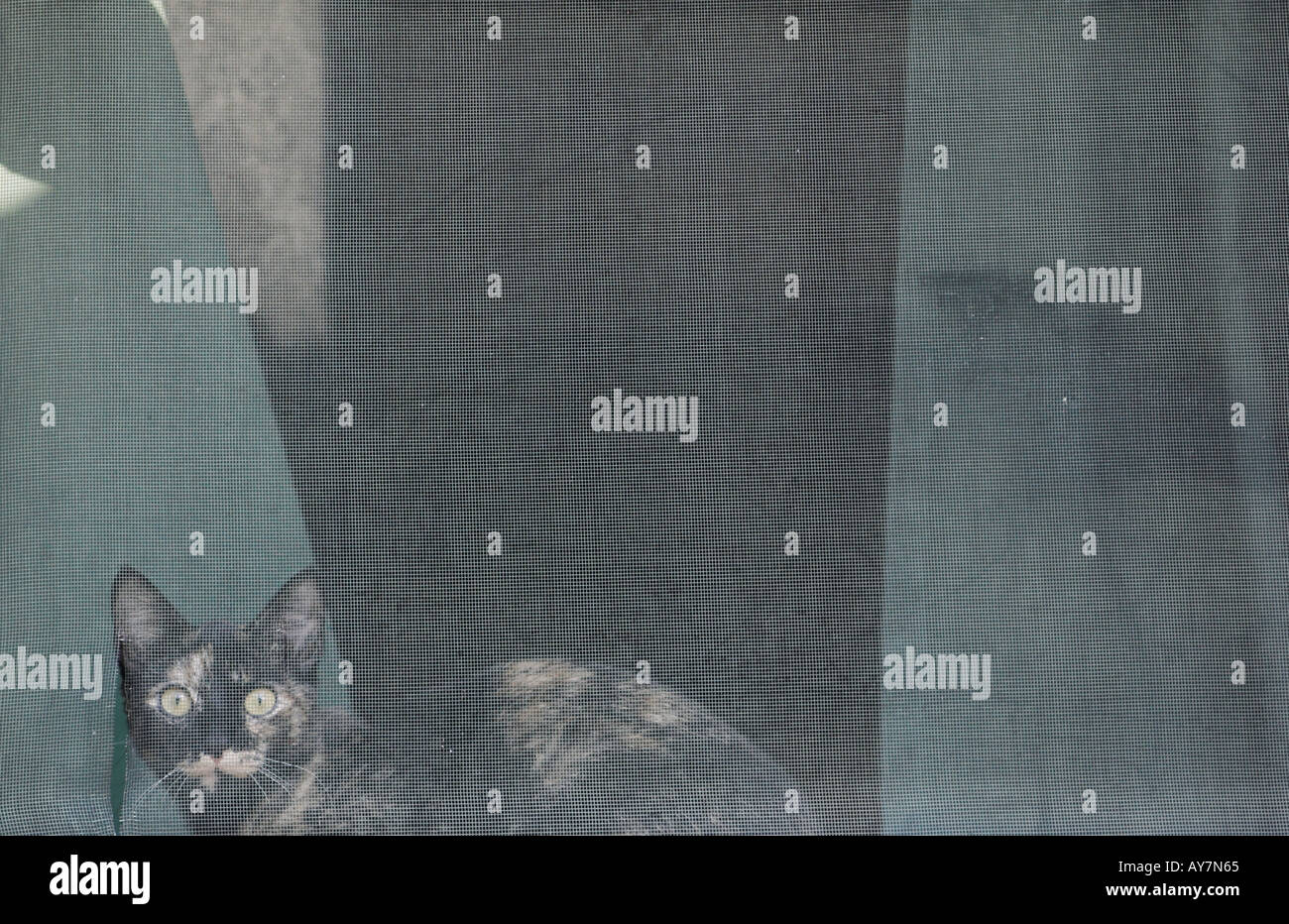 Horizontal image of one cat sitting in window behind screen looking ...