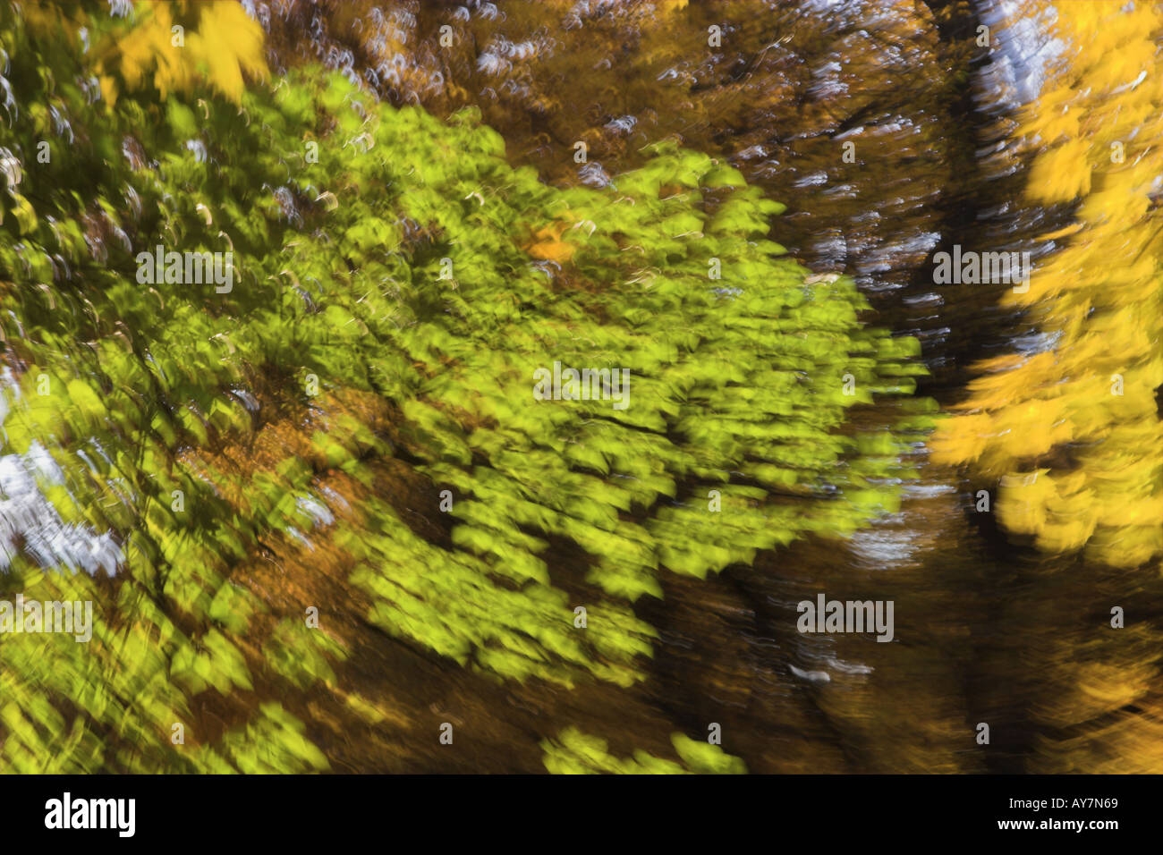 Twirling branches hi-res stock photography and images - Alamy