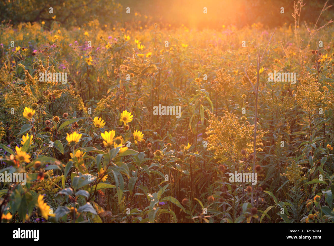 LATE SUMMER WILDFLOWERS IN NORTHERN ILLINOIS PRAIRIE MIDWESTERN USA ...