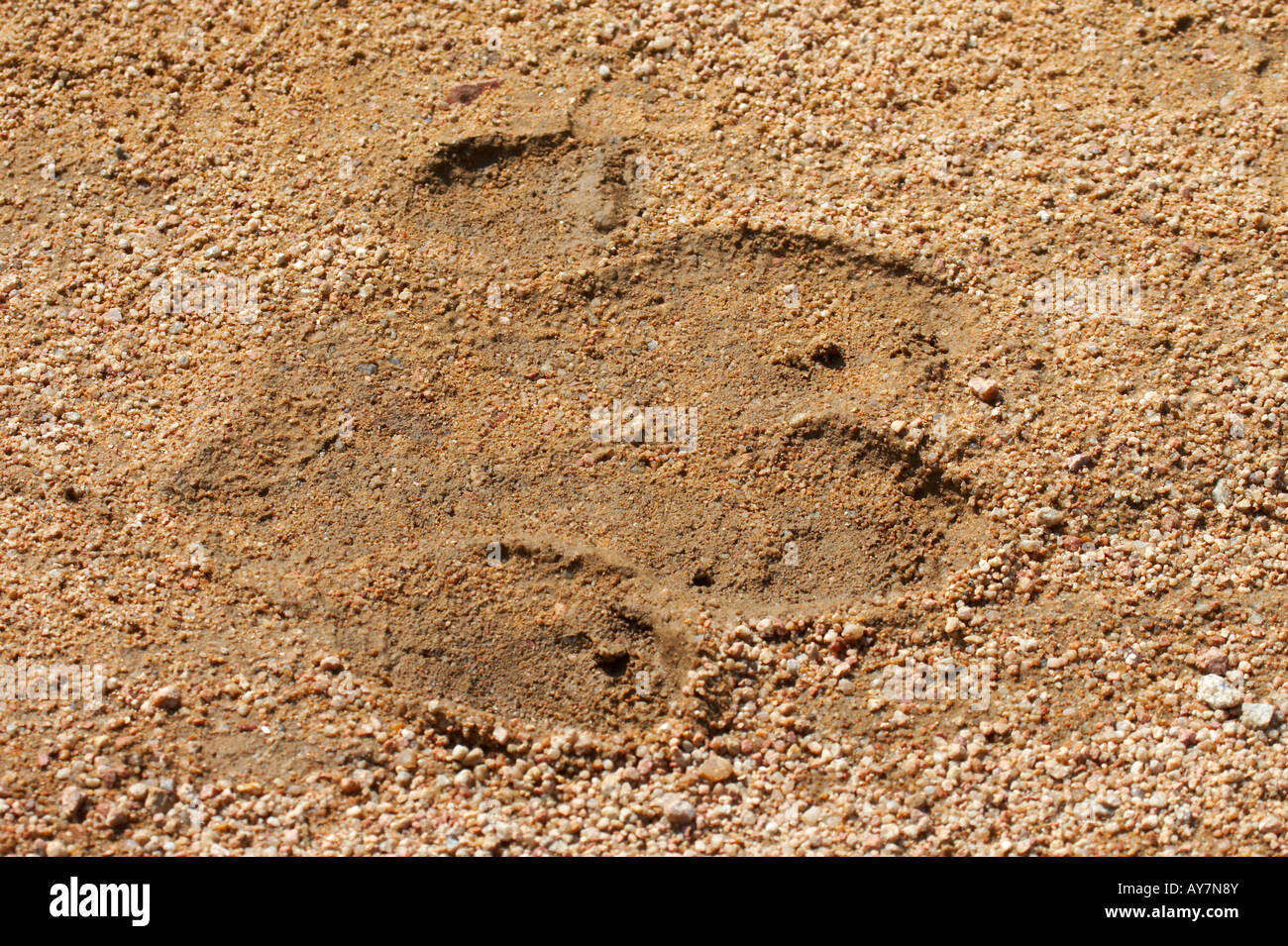 Hippopotamus (Hippopotamus amphibius) foot print in sand Stock Photo ...