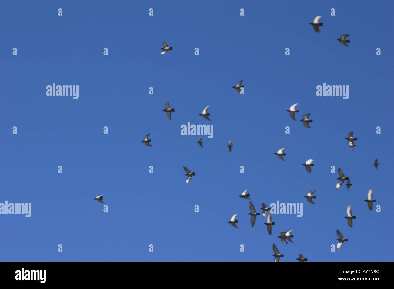 Two birds flying above clouds hi-res stock photography and images - Alamy