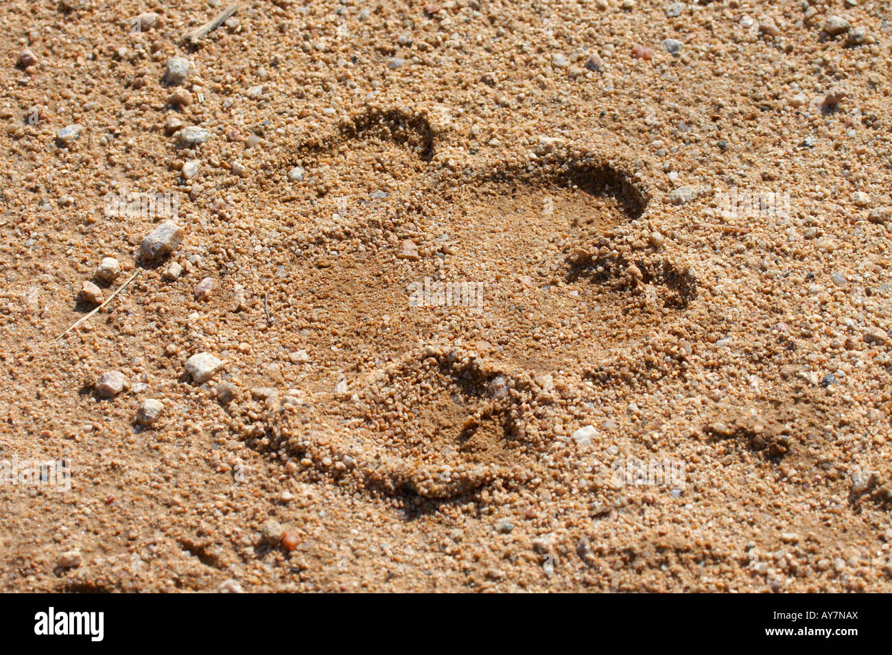 Hippopotamus (Hippopotamus amphibius) foot print in sand Stock Photo ...