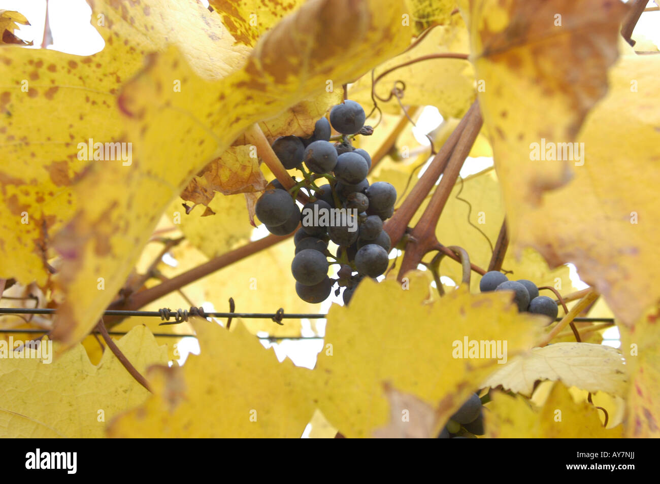 grapevine in autumn detail Stock Photo - Alamy