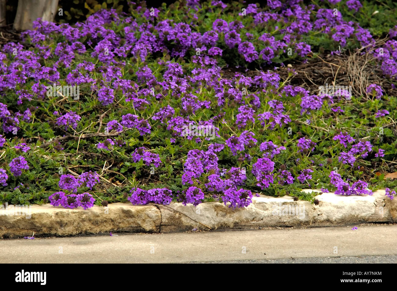 Purple texas vervain hi-res stock photography and images - Alamy