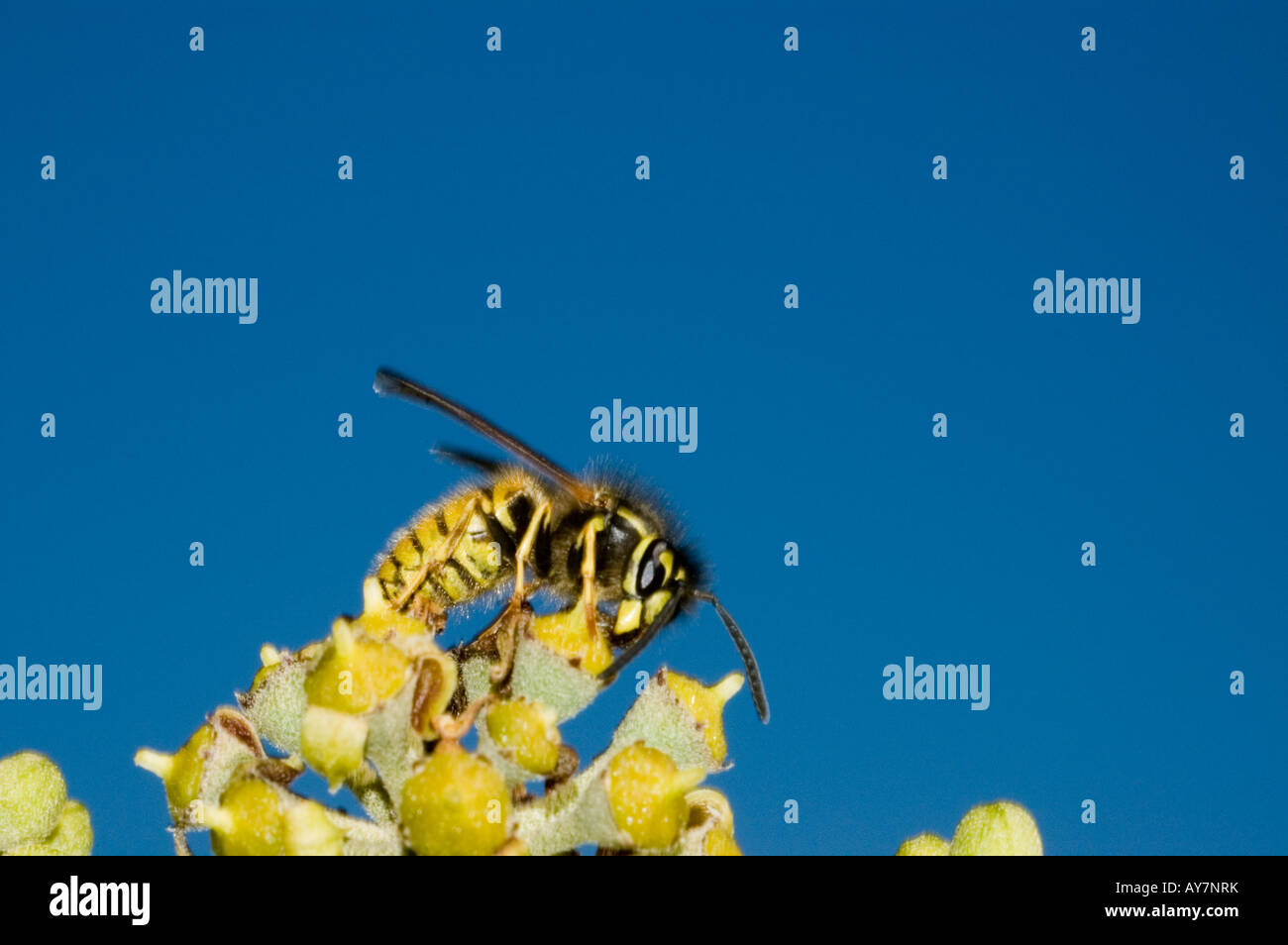 Common Wasp (Vespula vulgaris Stock Photo - Alamy