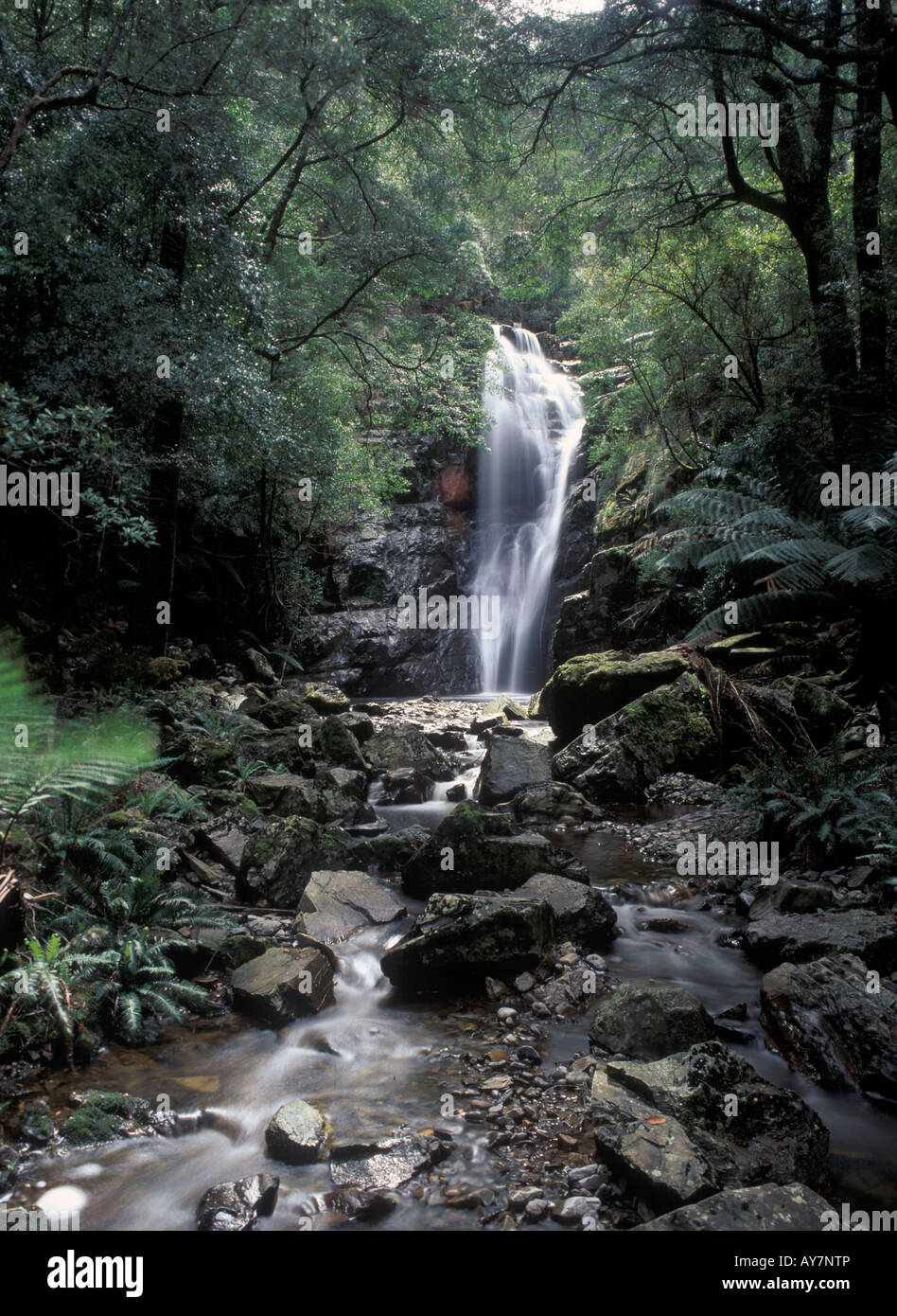 Mathinna Falls in forest in Tasmania island Australia Stock Photo - Alamy