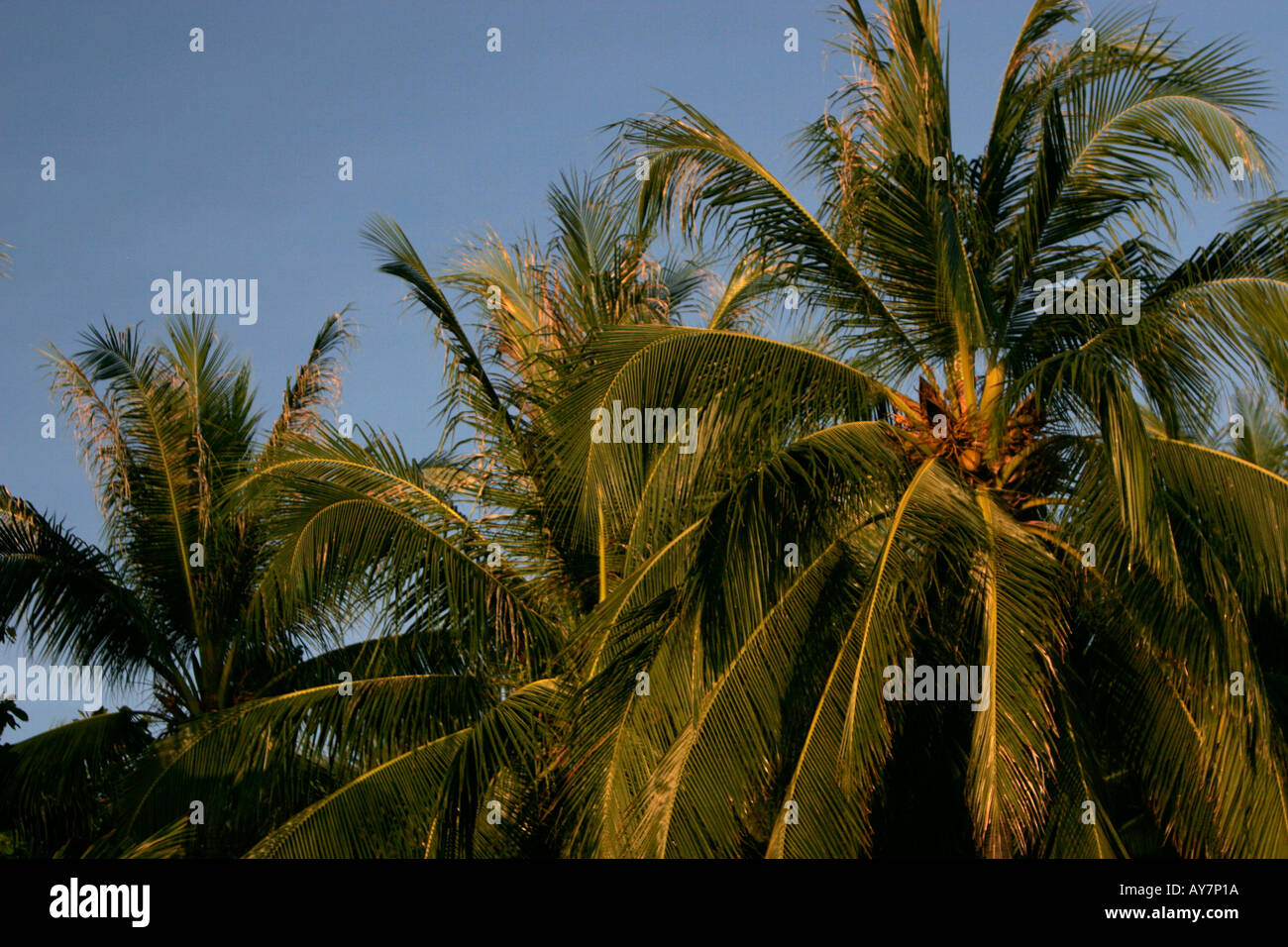 Coconut palm plantations cocos nucifera hi-res stock photography and ...