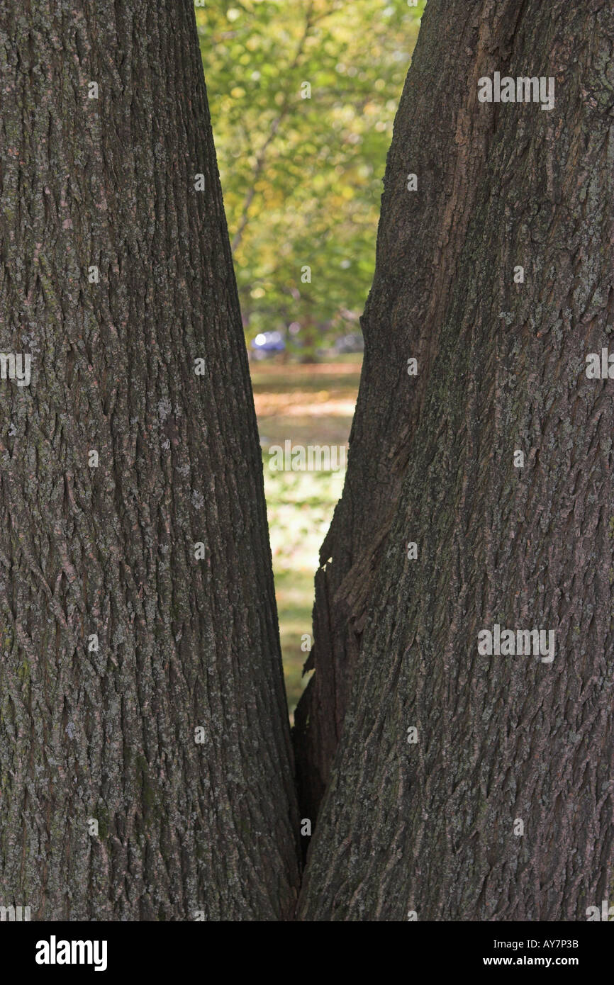 Base of two tree converge into a "V" formation Stock Photo - Alamy
