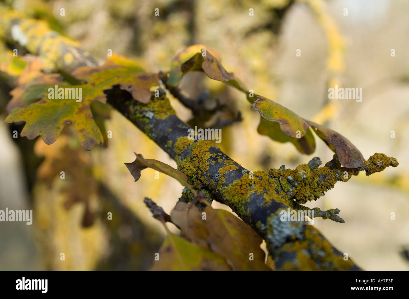 Oak trees lichens hi-res stock photography and images - Alamy