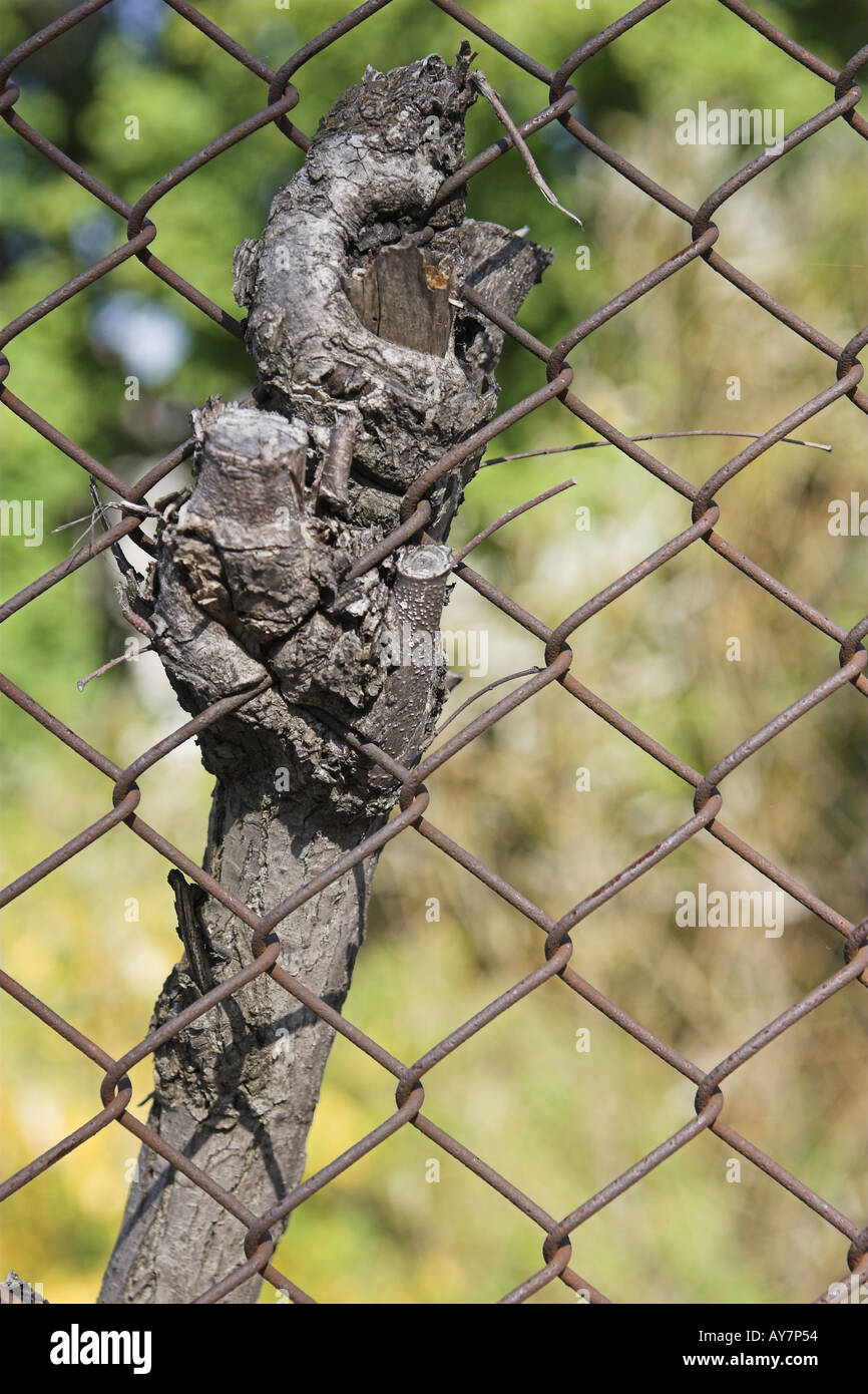Vertical image of tree section growing around old fence Stock Photo - Alamy