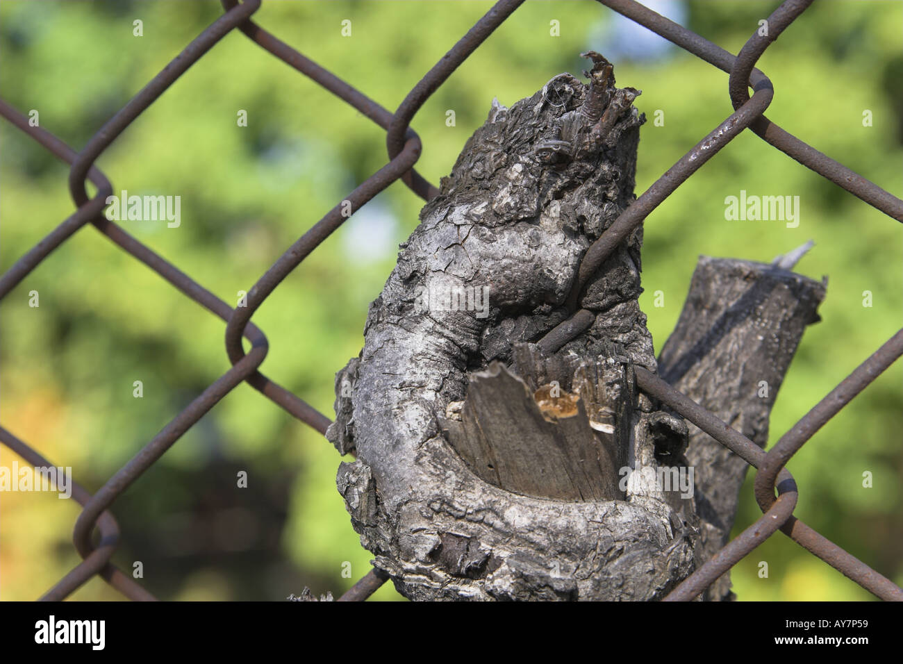 Section of tree grows around old fence Stock Photo - Alamy
