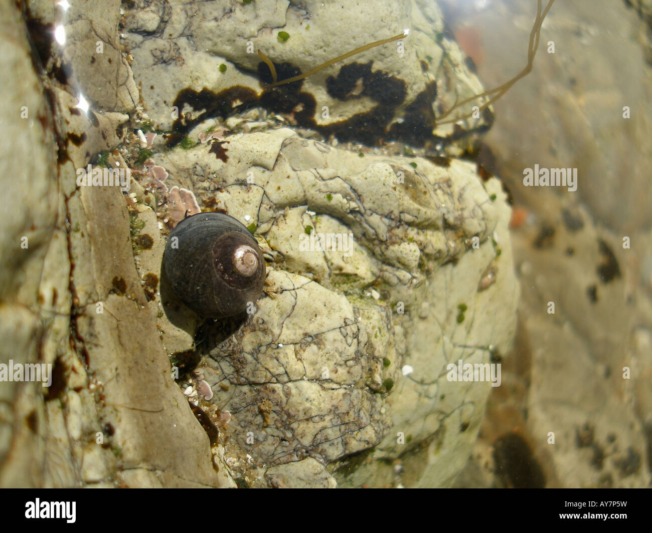 Snails on in a tide pool on a beach in california Stock Photo - Alamy