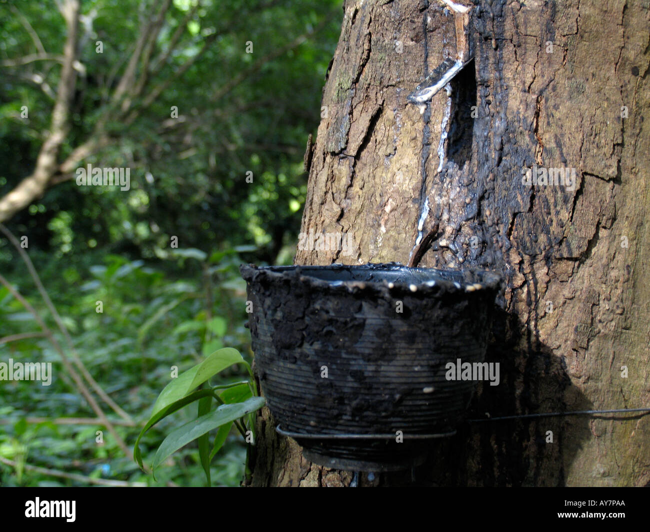 Rubber tree tapped to collect latex sap in bowl Ko Muk island Thailand ...