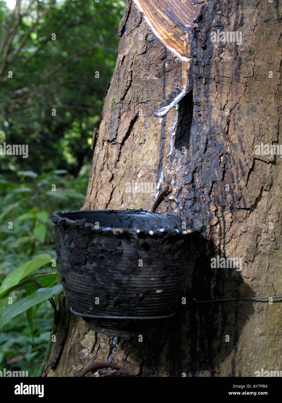 Rubber tree tapped to collect latex sap in bowl Ko Muk island Thailand ...