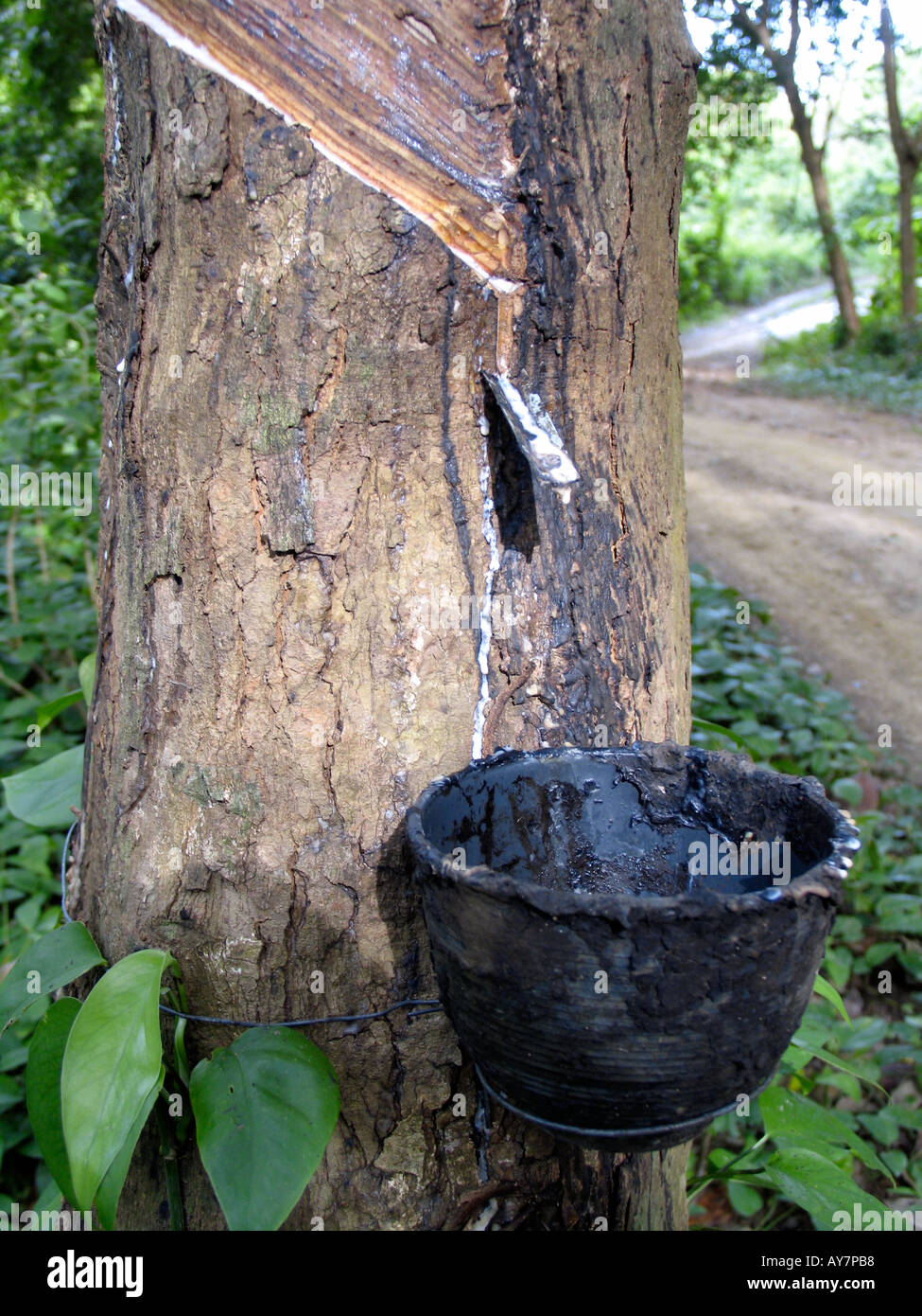 Rubber tree tapped to collect latex sap in bowl Ko Muk island Thailand ...