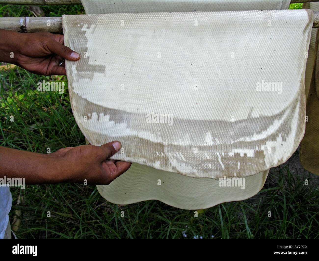 Man shows drying sheets of latex rubber on rack Ko Muk island Thailand ...