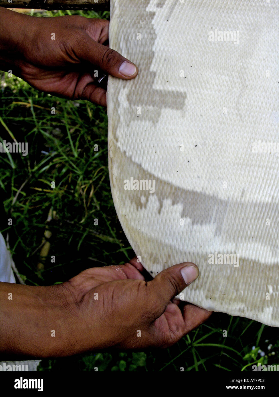 Man shows drying sheets of latex rubber on rack Ko Muk island Thailand ...