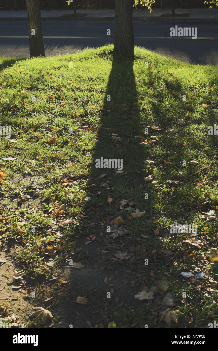 Leaves cast shadow hi-res stock photography and images - Alamy