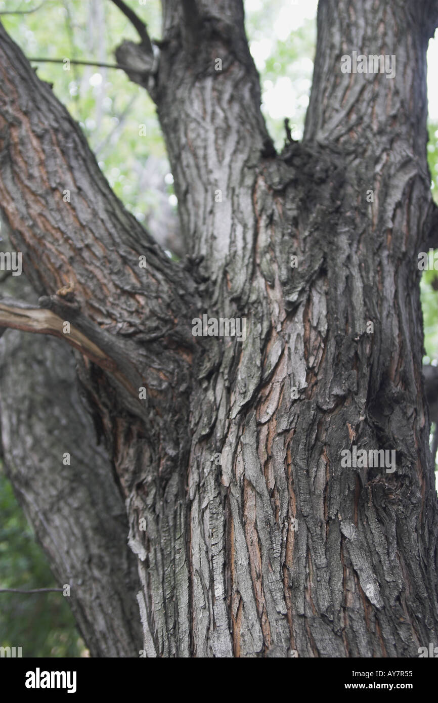 Section of tree Stock Photo - Alamy