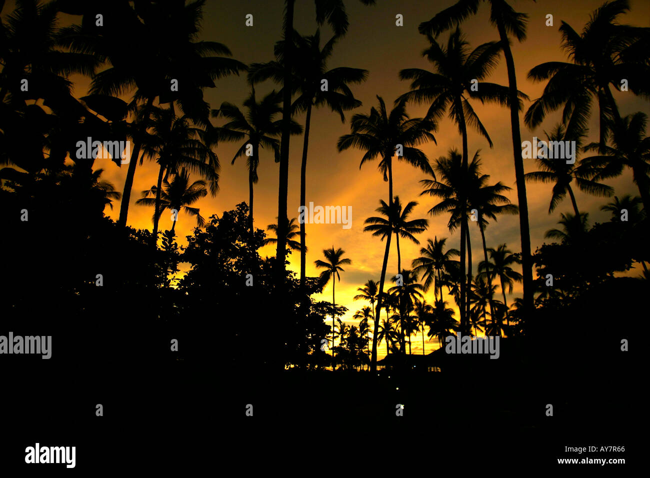 Sunset behind palm trees Hat Farang Ko Muk island Thailand Stock Photo ...