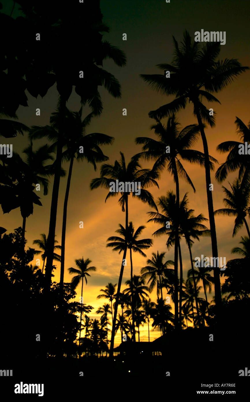 Sunset behind palm trees Hat Farang Ko Muk island Thailand Stock Photo ...