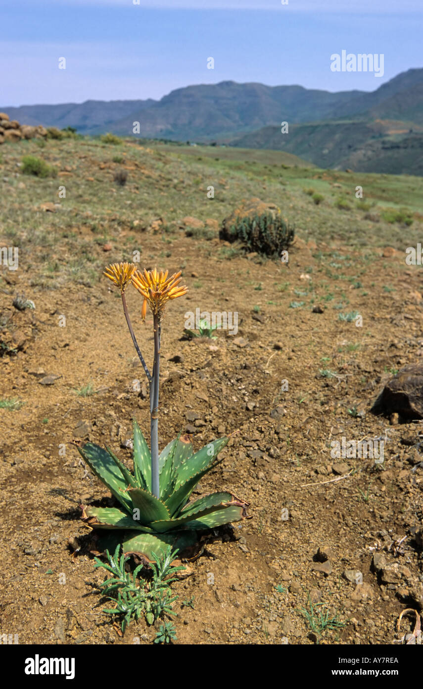 White Spotted Aloe, Lesotho Stock Photo - Alamy