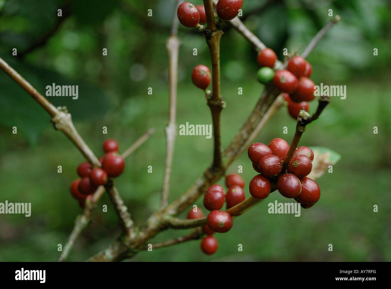 plant of cofee with seeds Stock Photo - Alamy