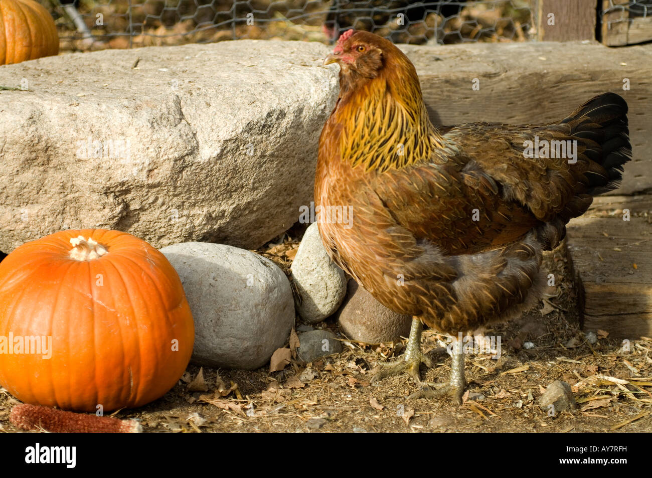 A portrait of a chicken standing next to a pumpkin Stock Photo - Alamy