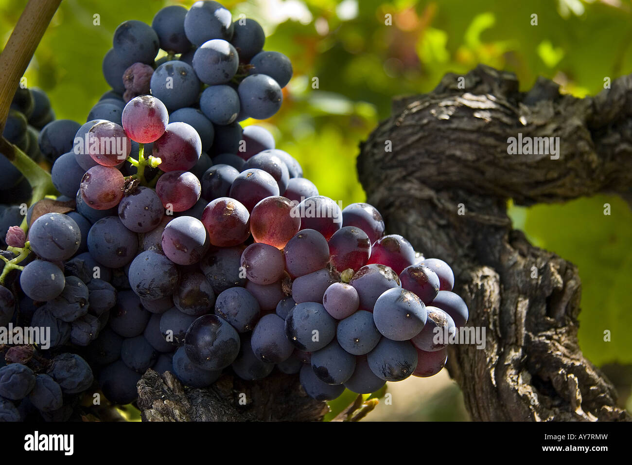 Garnacha harvest hi-res stock photography and images - Alamy