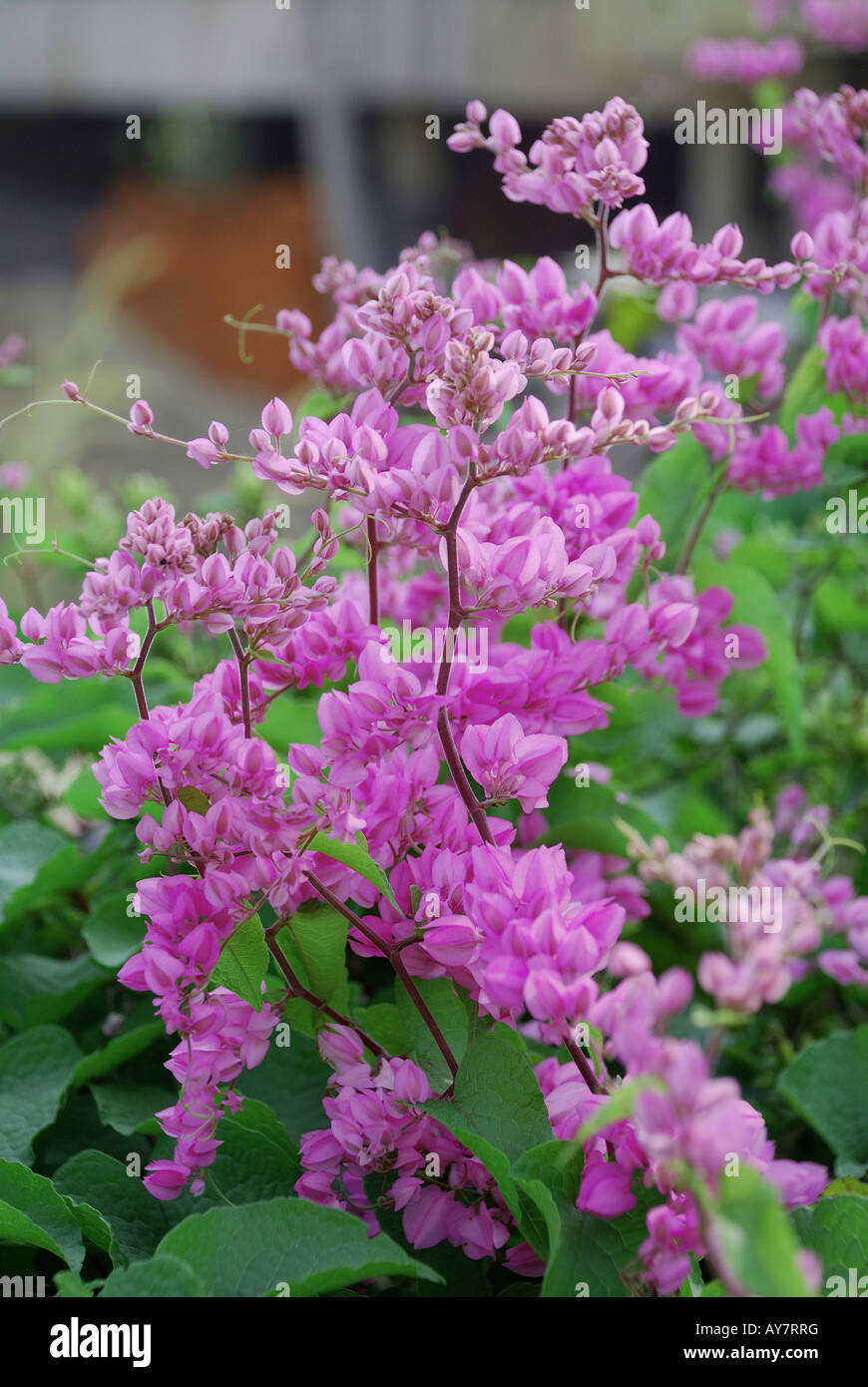 Flowering Plants In Kerala With Names