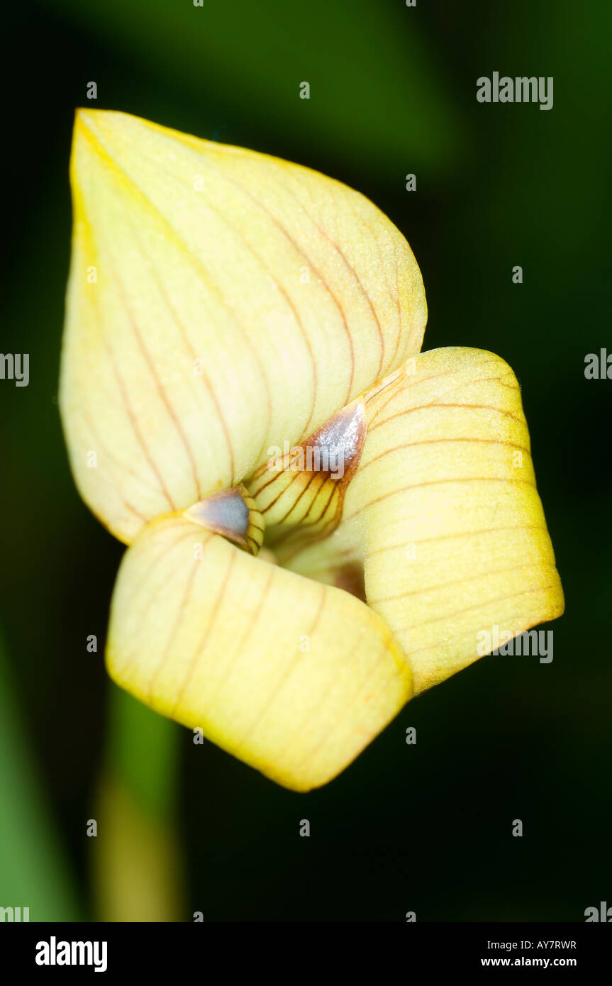 Striped orchid hi-res stock photography and images - Alamy