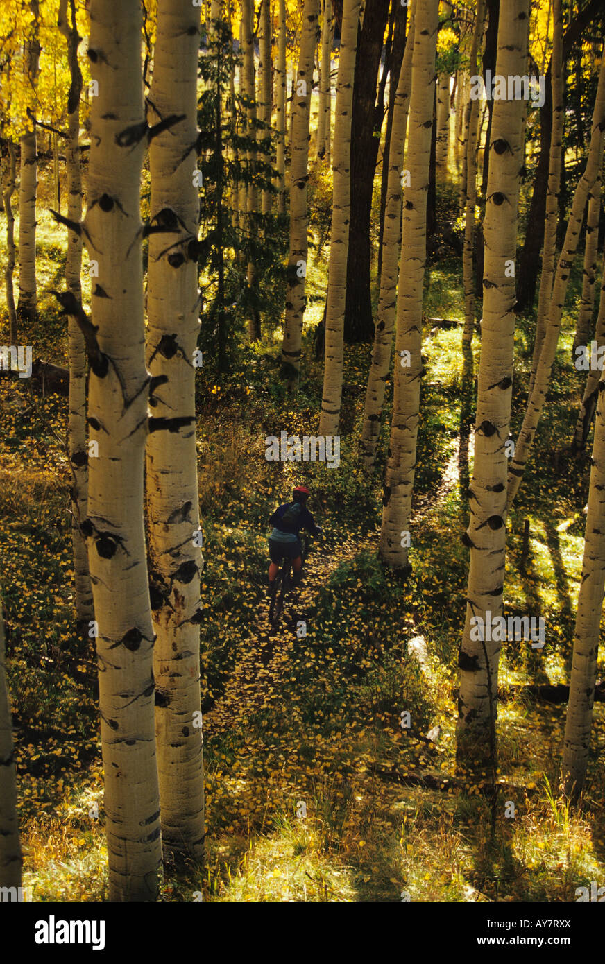 man mountain biking through aspen trees in the fall near telluride ...