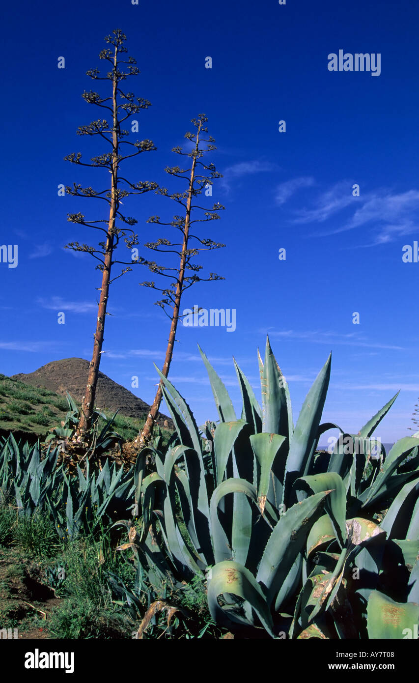 Sisal plant hi-res stock photography and images - Alamy