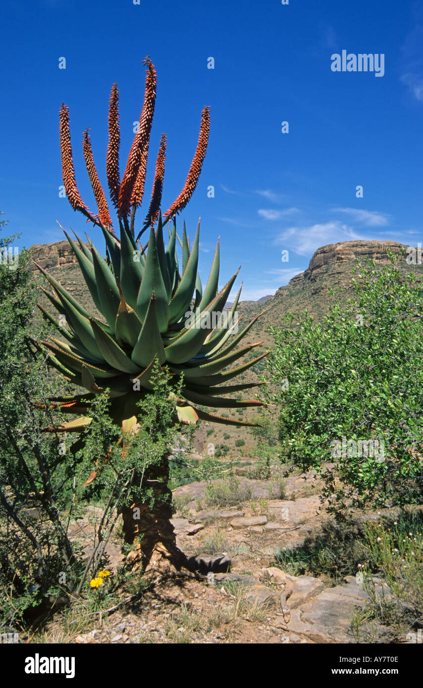 Aloes, near Mount Moorosi & Lebelonyane Pass. Lesotho Stock Photo - Alamy