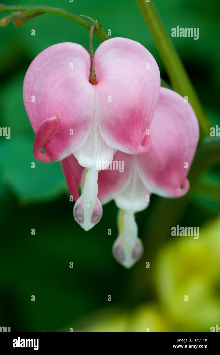 Closeup of a bleeding heart flower Dicentra spectabilis Stock Photo - Alamy