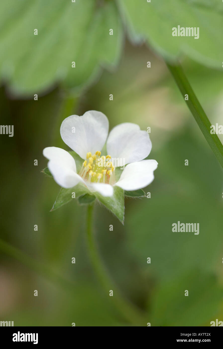Barren Strawberry Potentilla sterilis flower Stock Photo - Alamy