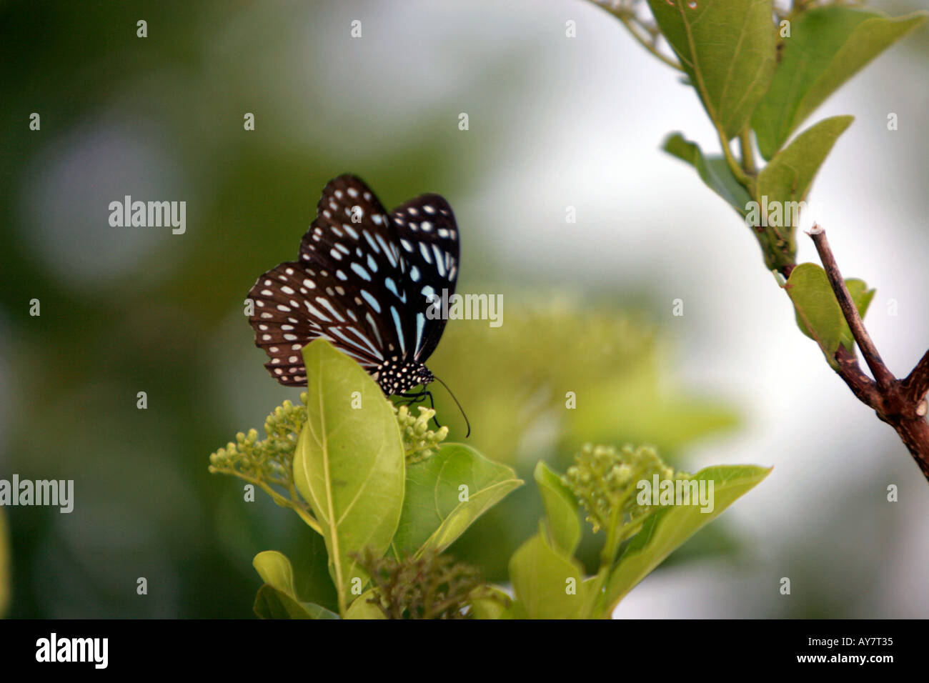 Hot weather butterfly hi-res stock photography and images - Alamy
