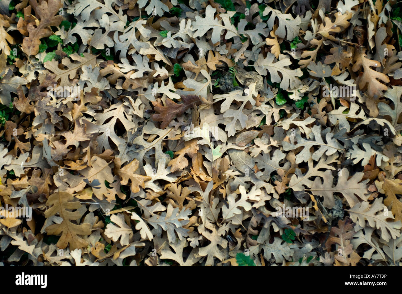 Fallen oak leaves on ground hi-res stock photography and images - Alamy