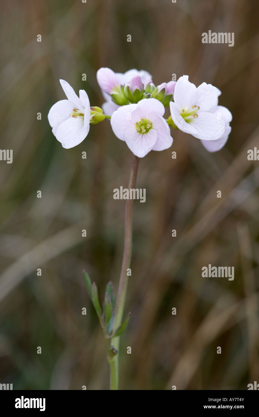 Cuckoo flower or Lady Smock Cardamine pratensis flowers Spring Stock ...